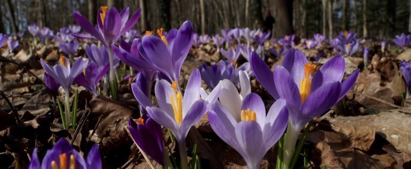 Der Krokus - Die Farben Deiner Seele - Natur-Wahrnehmungstraining ...
