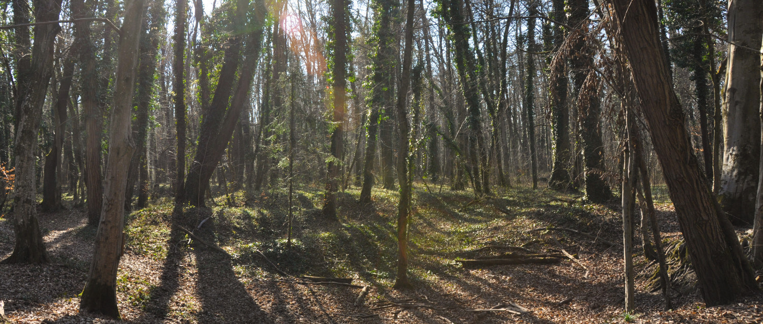 Heiliger Hain, Auwald - Natur-Wahrnehmungstraining, Coaching ...